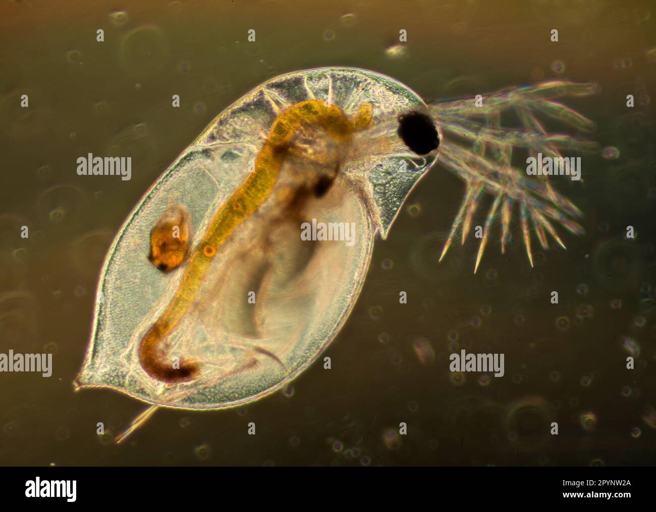 Copepod crustaceans hi-res stock photography and images - Alamy