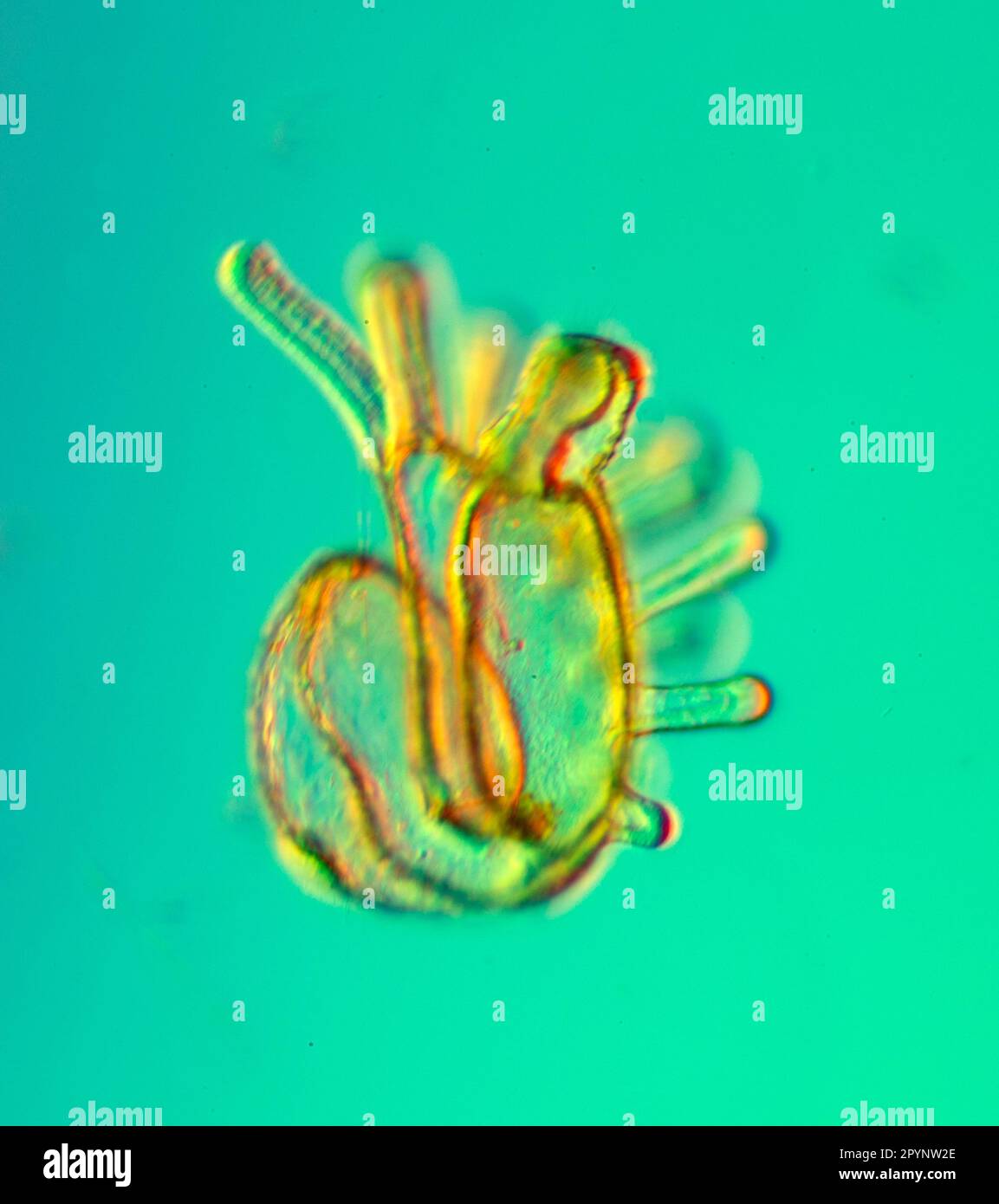 Micro organisms microscope hi-res stock photography and images - Alamy