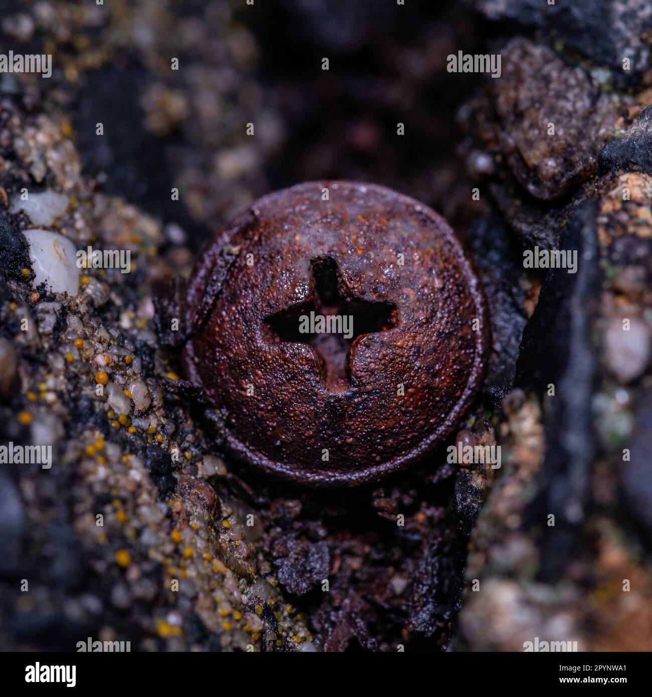 A rusted screw stuck in a crack in the sidewalk Stock Photo - Alamy