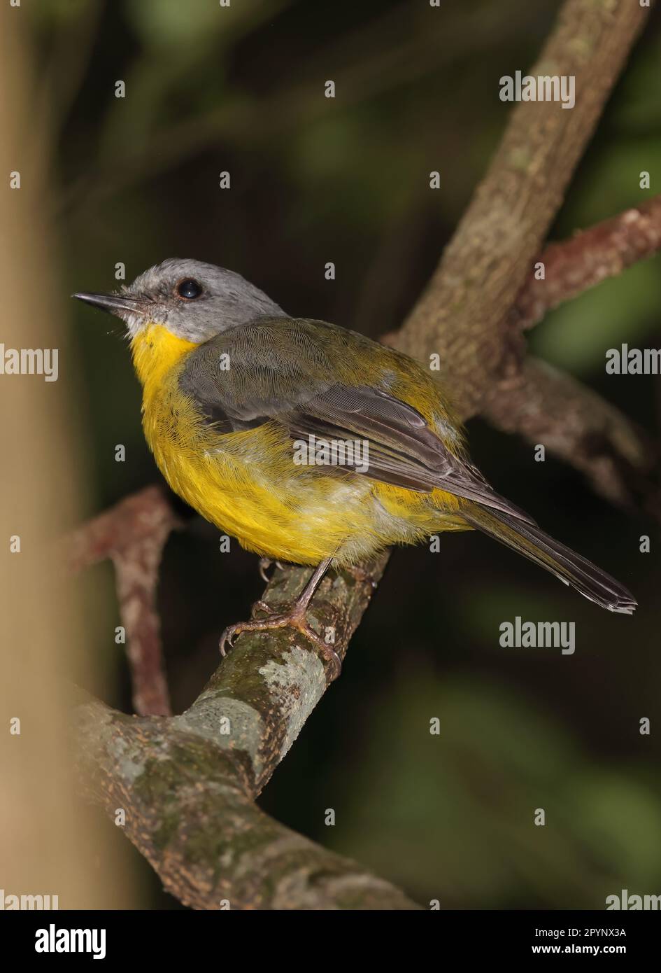Eastern Yellow Robin (Eopsaltria australis chrysorrhos) adult perched ...