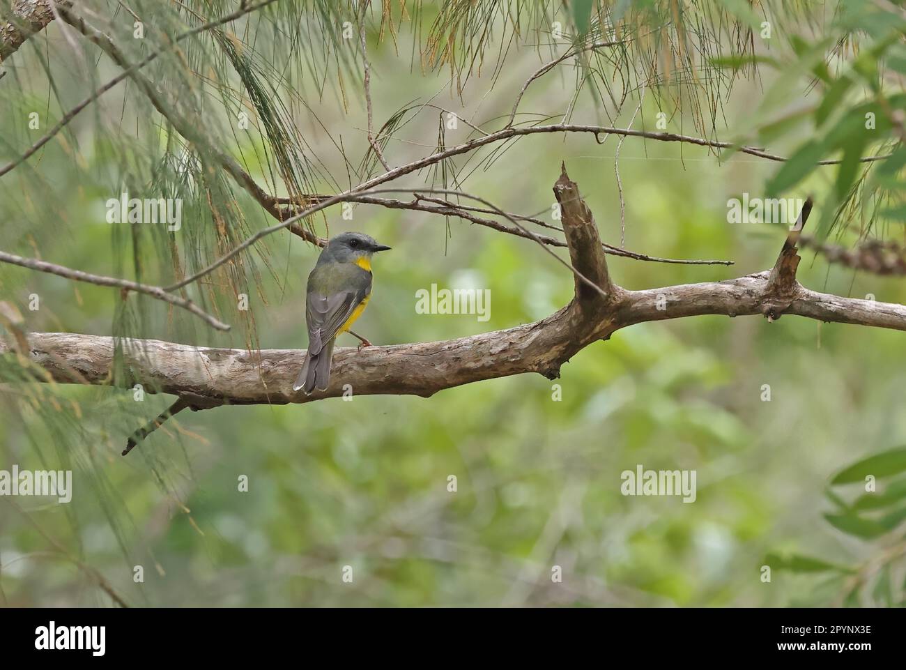 Eastern Yellow Robin (Eopsaltria australis chrysorrhos) adult perched ...