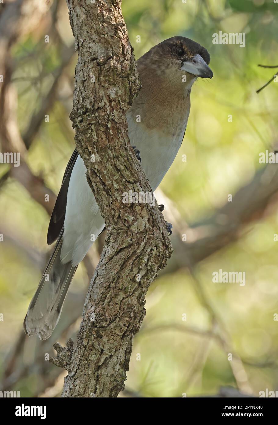 Adult butcherbird hi-res stock photography and images - Alamy