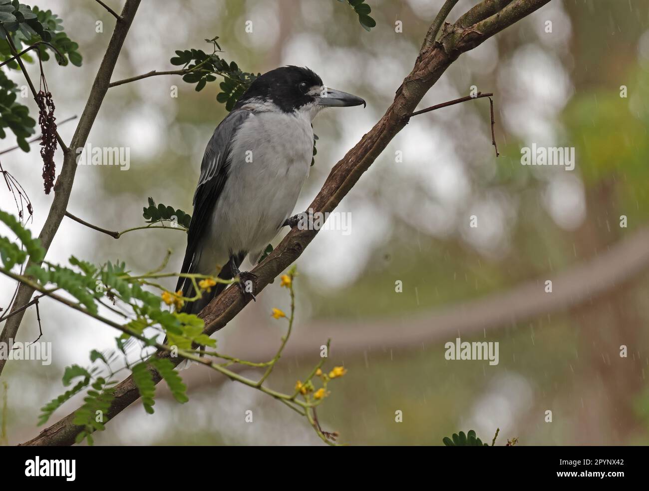 Adult butcherbird hi-res stock photography and images - Alamy