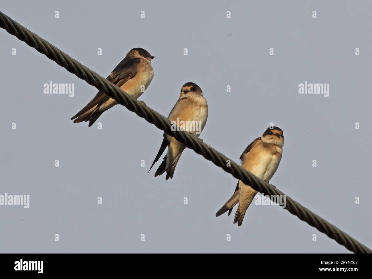 Tree Martin (Petrochelidon nigricans neglecta) three perched on power ...