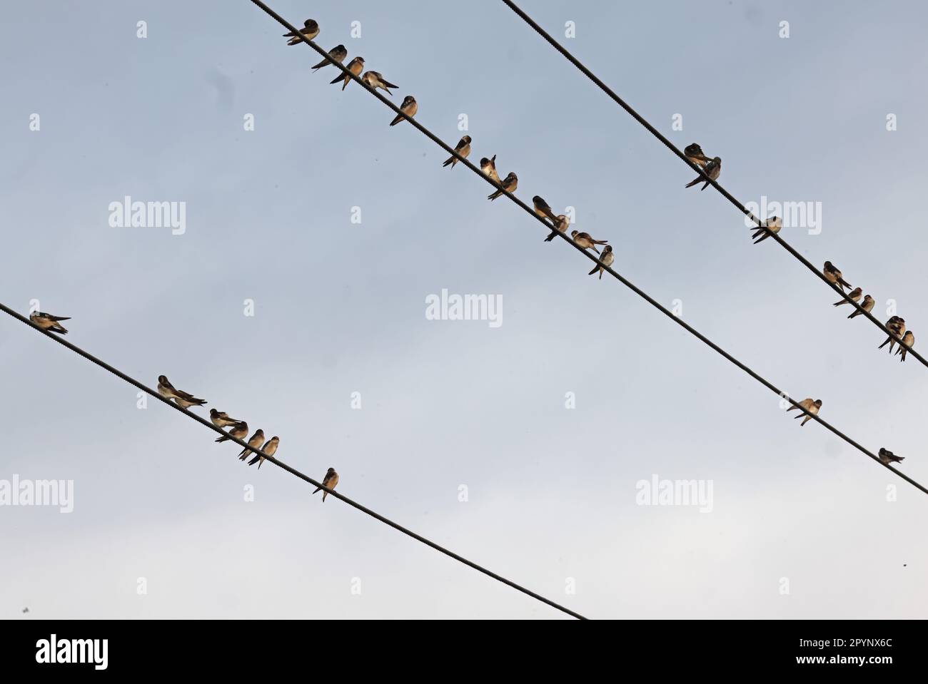 Tree Martin (Petrochelidon nigricans neglecta) flock perched on power ...