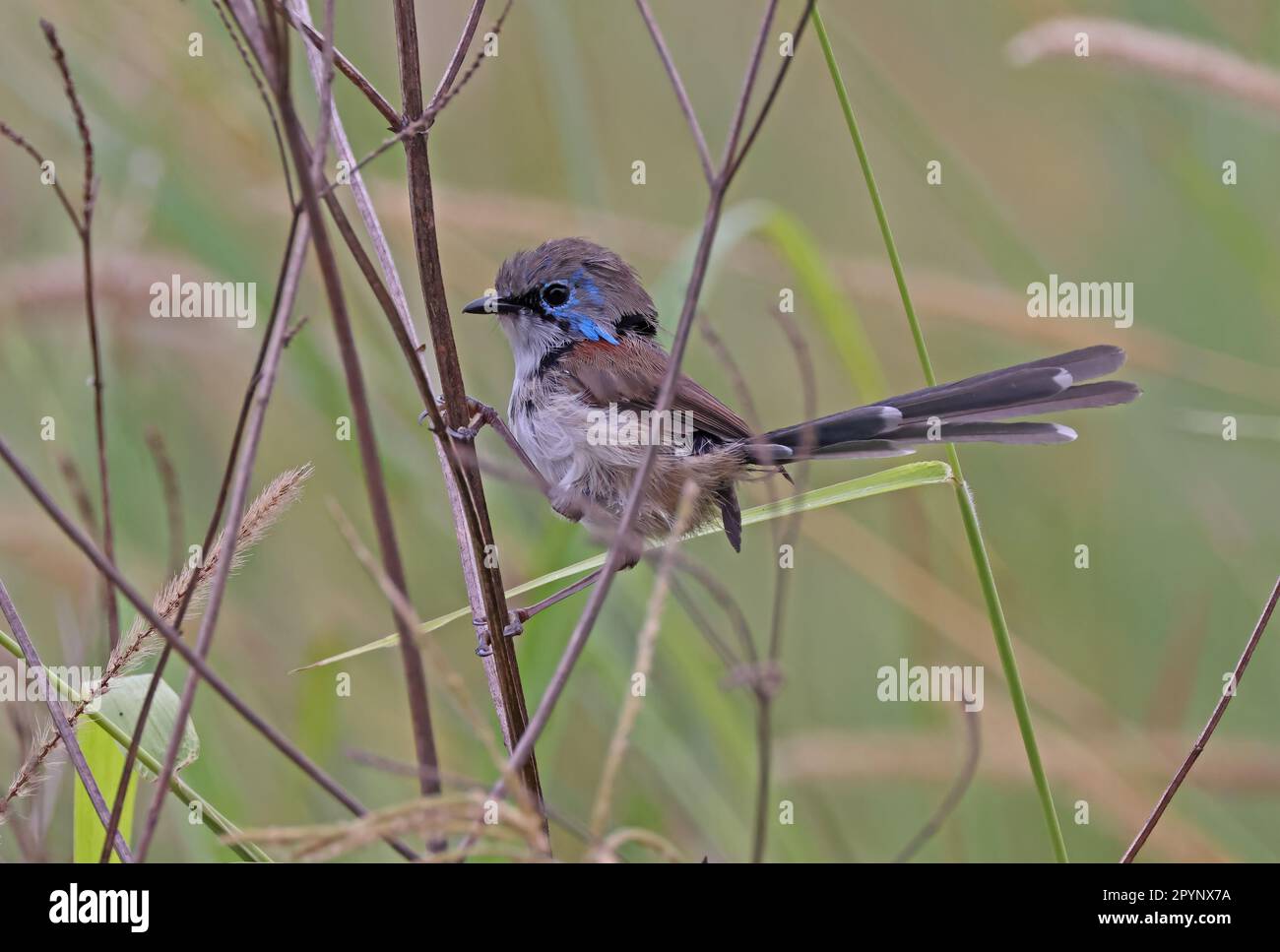 Variegated Fairy-wren (Malurus lamberti lamberti) moulting male ...