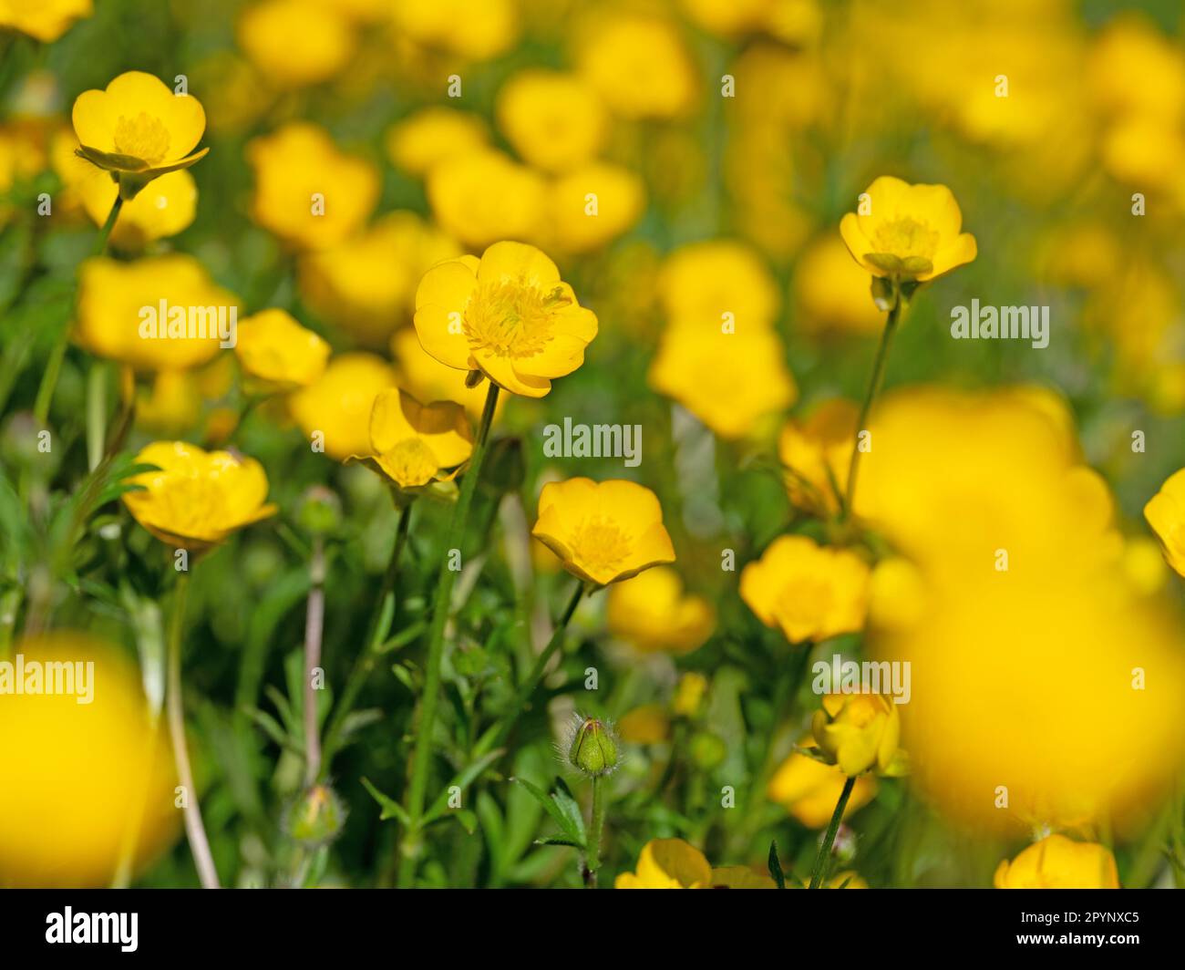 Buttercups, Ranunculus acris, in spring Stock Photo - Alamy
