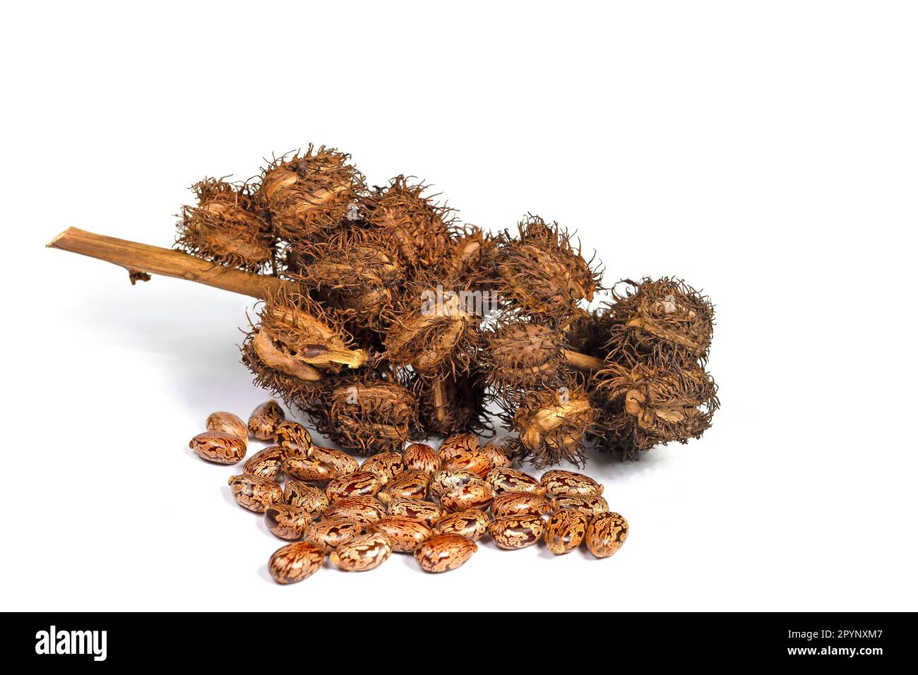 Seeds of the miracle tree, castor oil plant, against white background ...