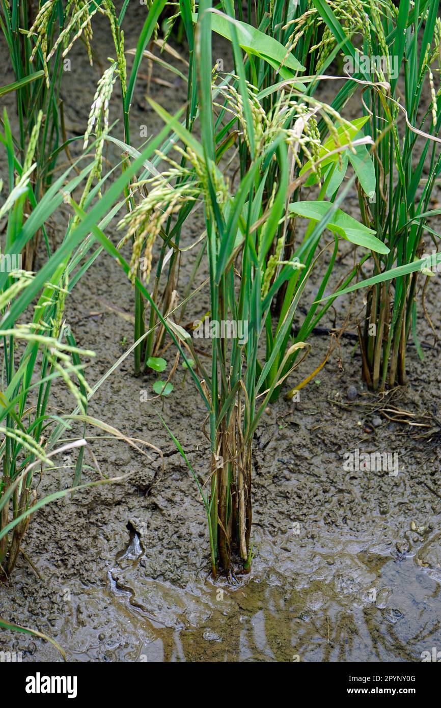 scenic rice fields on bohol island at the philippines Stock Photo - Alamy