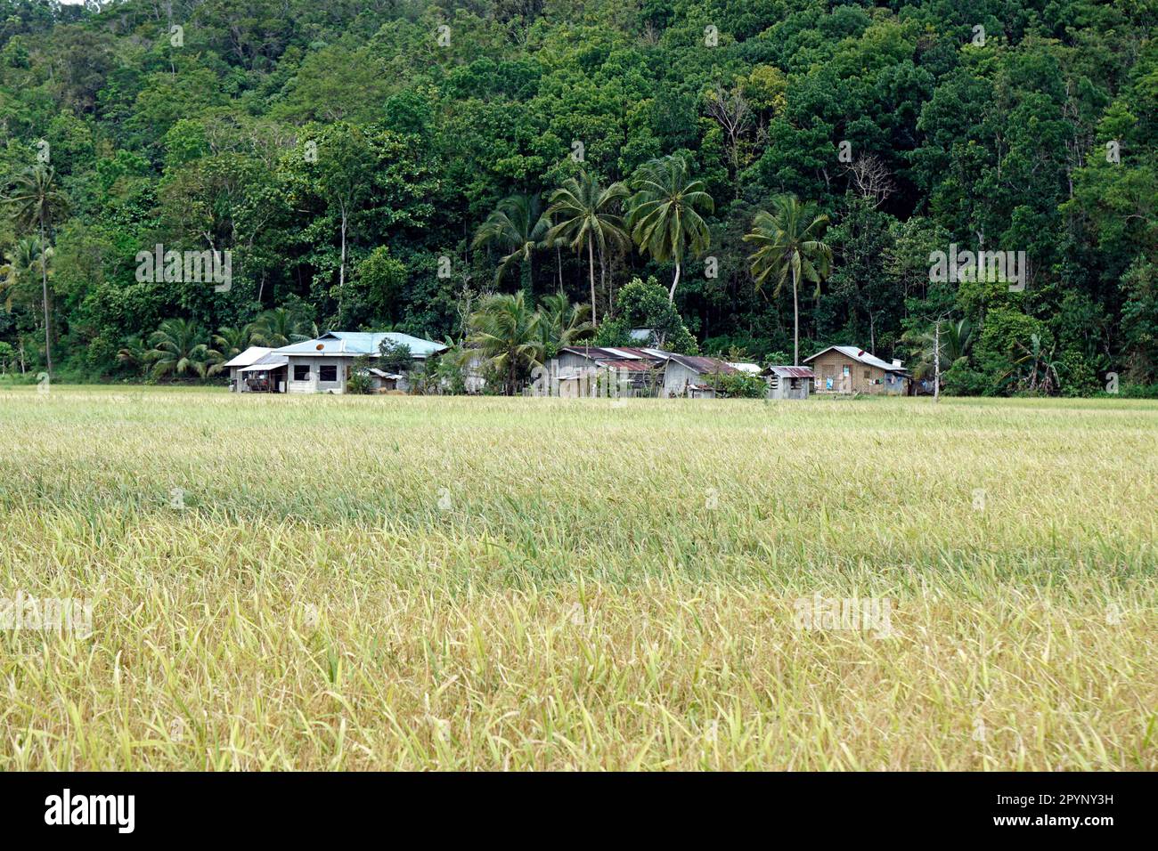 scenic rice fields on bohol island at the philippines Stock Photo - Alamy