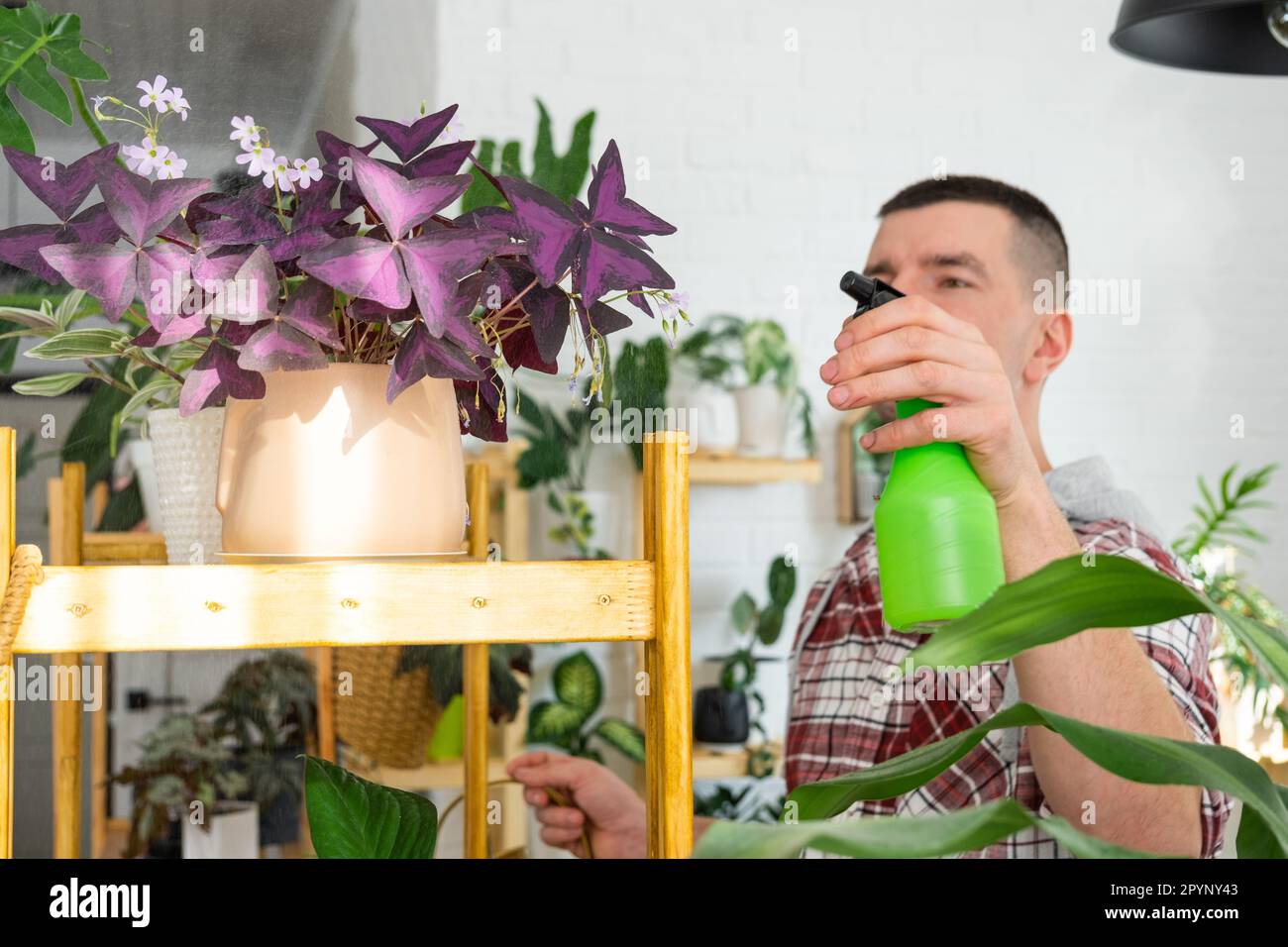 Man sprays from a spray gun home plants from her collection, grown with ...