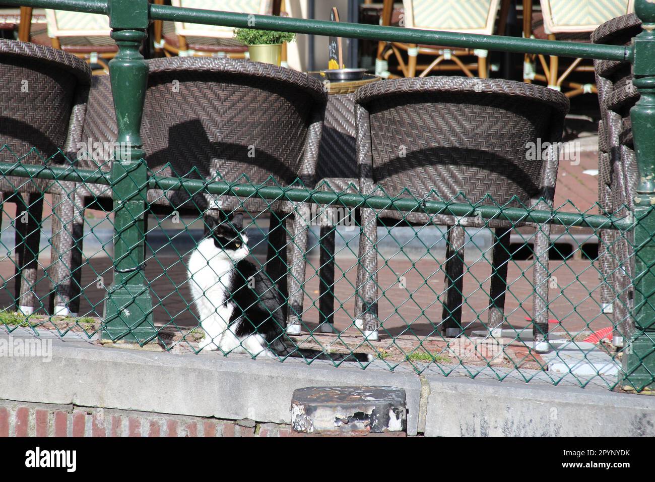cat in the street in amsterdam (the netherlands Stock Photo - Alamy