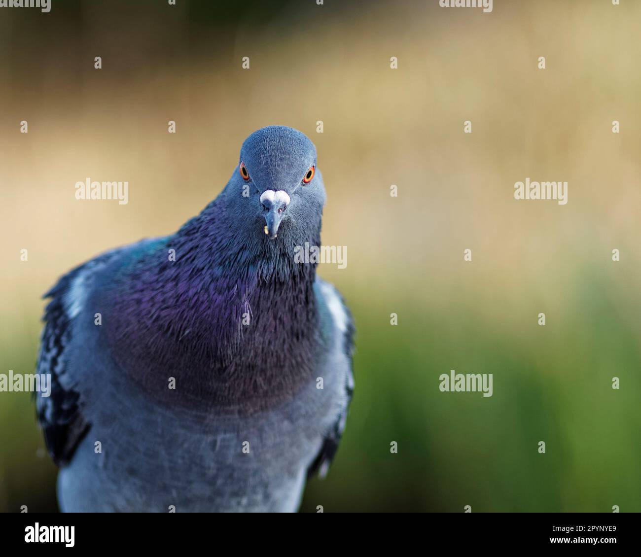 A bright colored pigeon looking forward with food on its beak Stock ...
