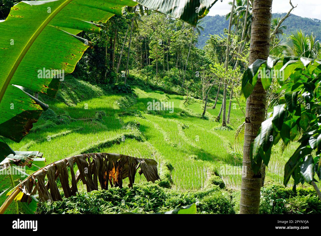 scenic rice fields on bohol island at the philippines Stock Photo - Alamy