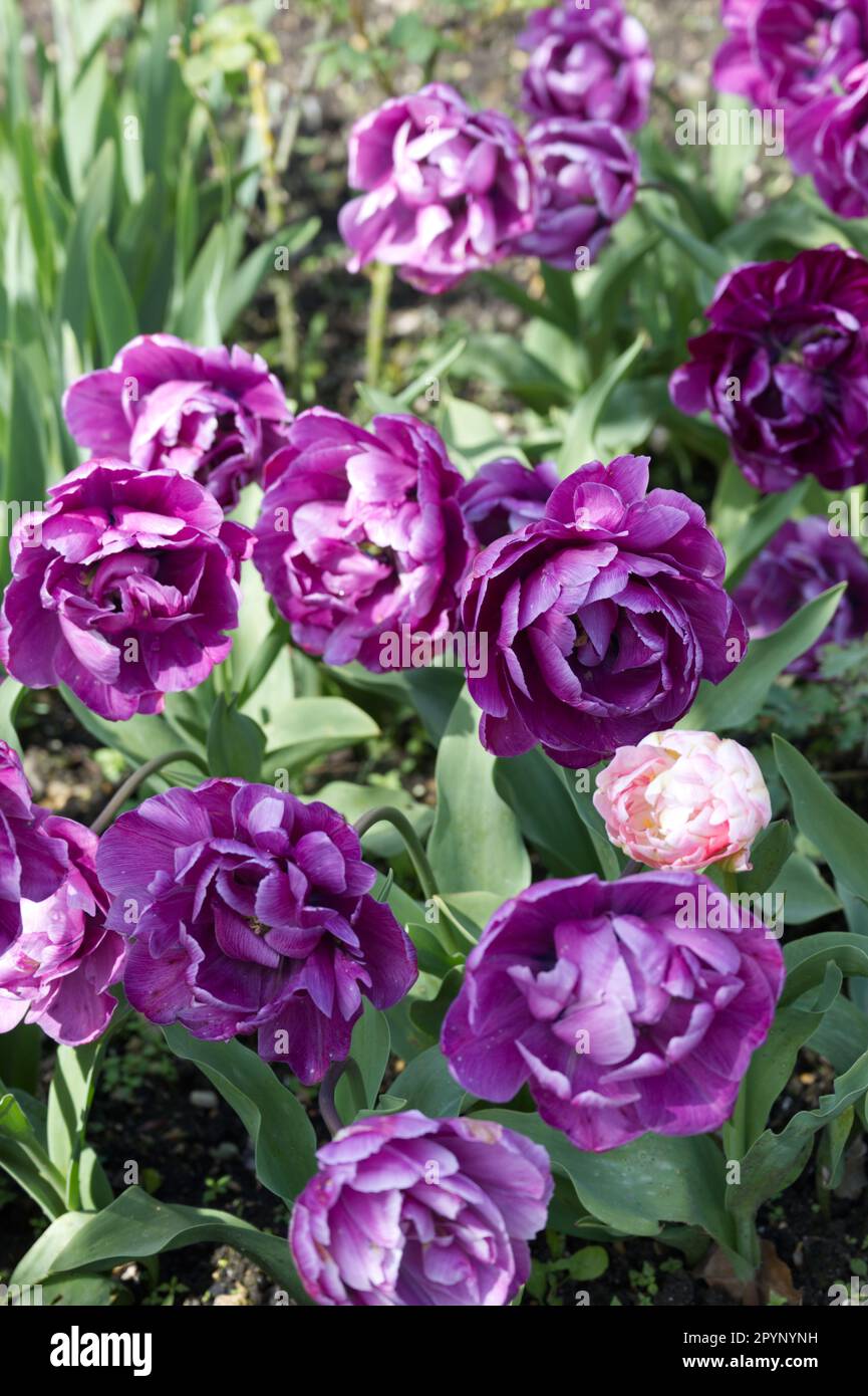 Purple spring flowers of double late tulip, Tulipa Blue Diamond in UK ...