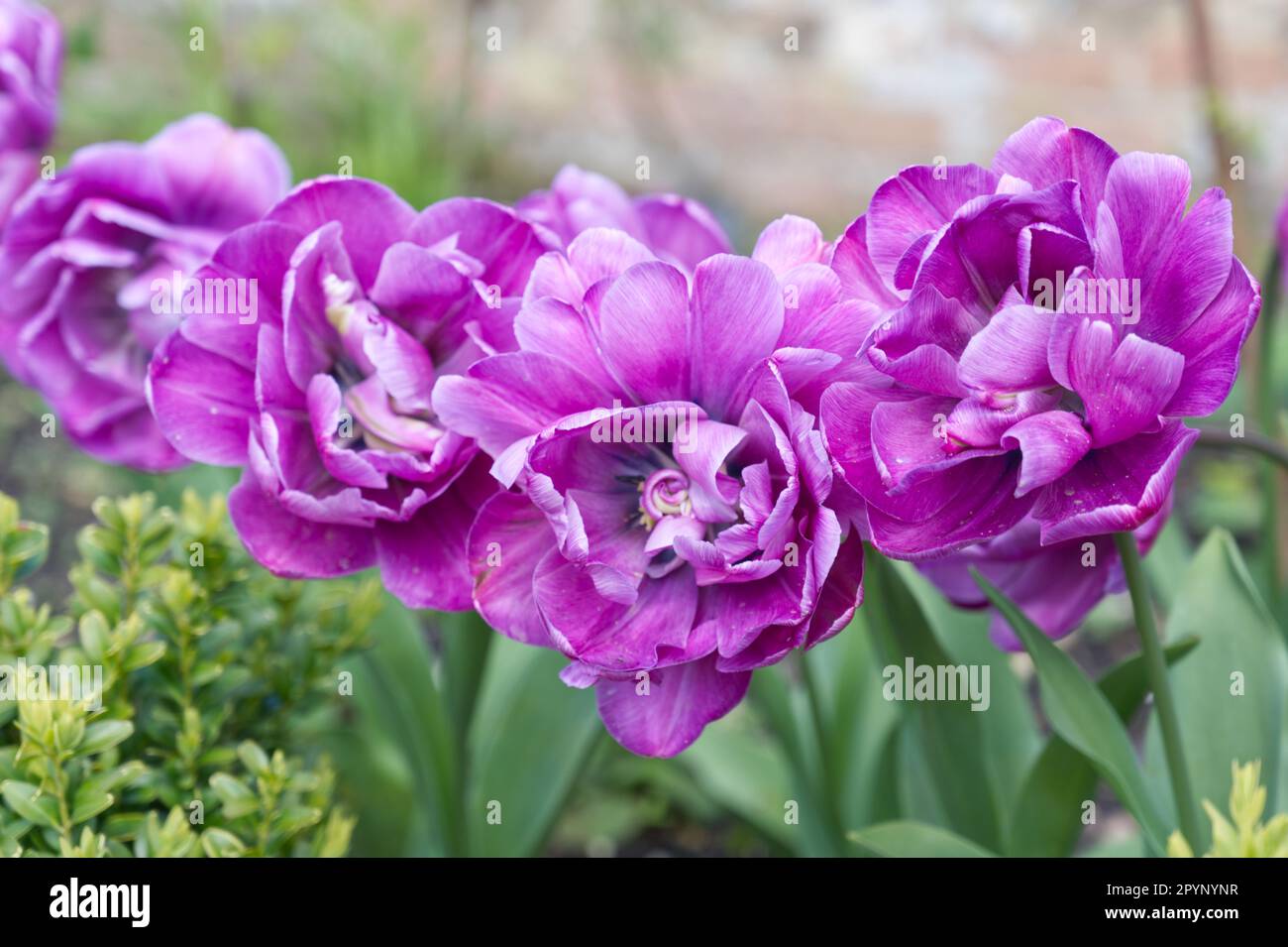 Tulip pink diamond hi-res stock photography and images - Alamy