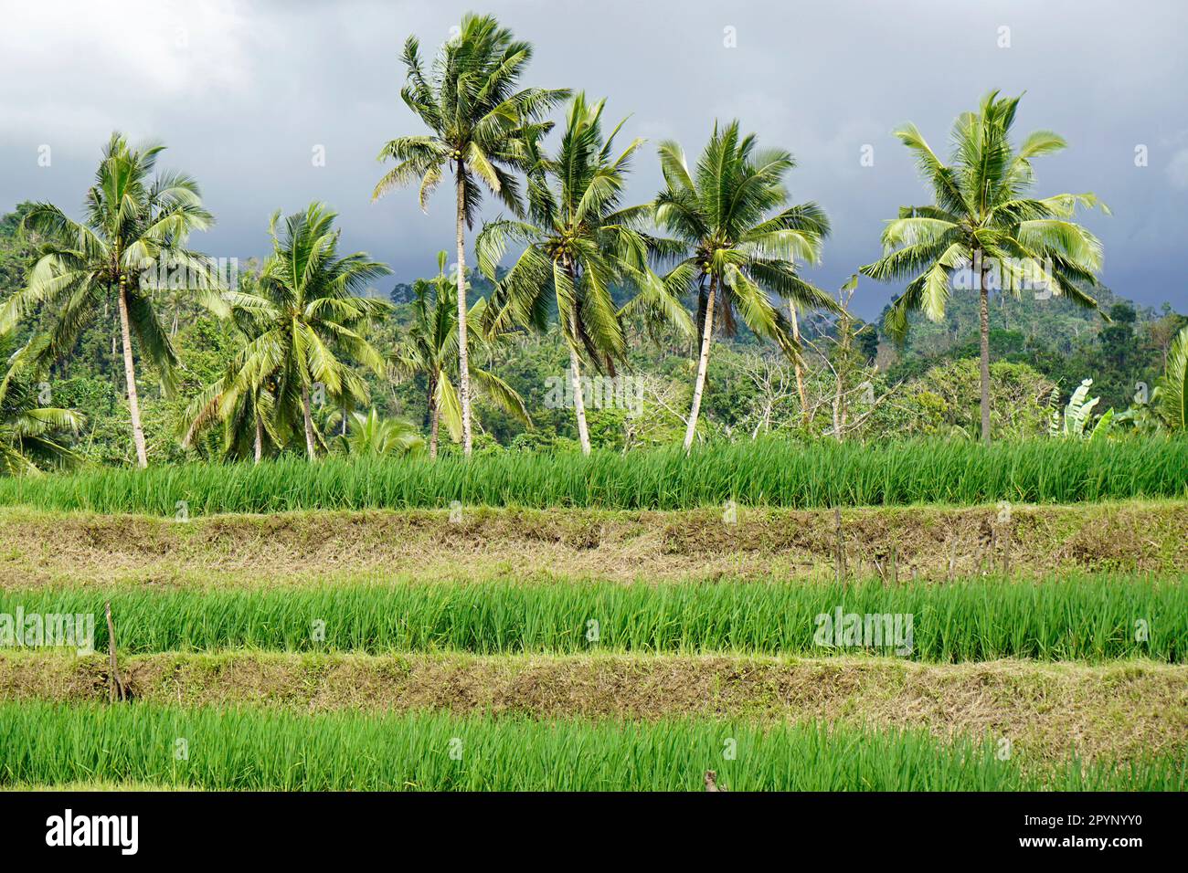 scenic rice fields on bohol island at the philippines Stock Photo - Alamy