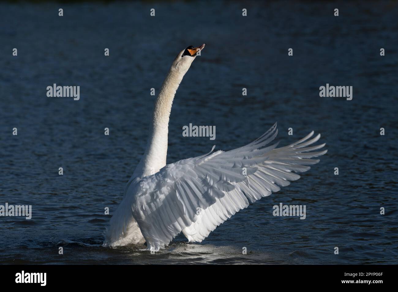 Neck up hi-res stock photography and images - Alamy
