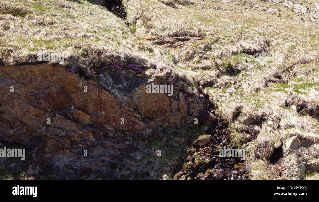 Felsen mit pinken Blumen, die darauf wachsen Stock Photo - Alamy