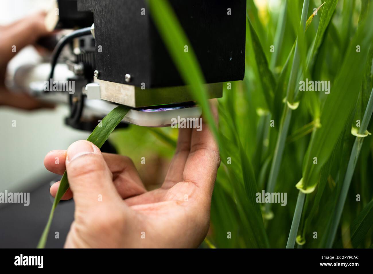 Scientis using a dedicated specialty device for measuring the chlorophyll and nitrogen content ...