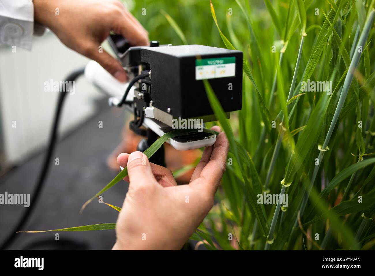 Scientis using a dedicated specialty device for measuring the chlorophyll and nitrogen content ...