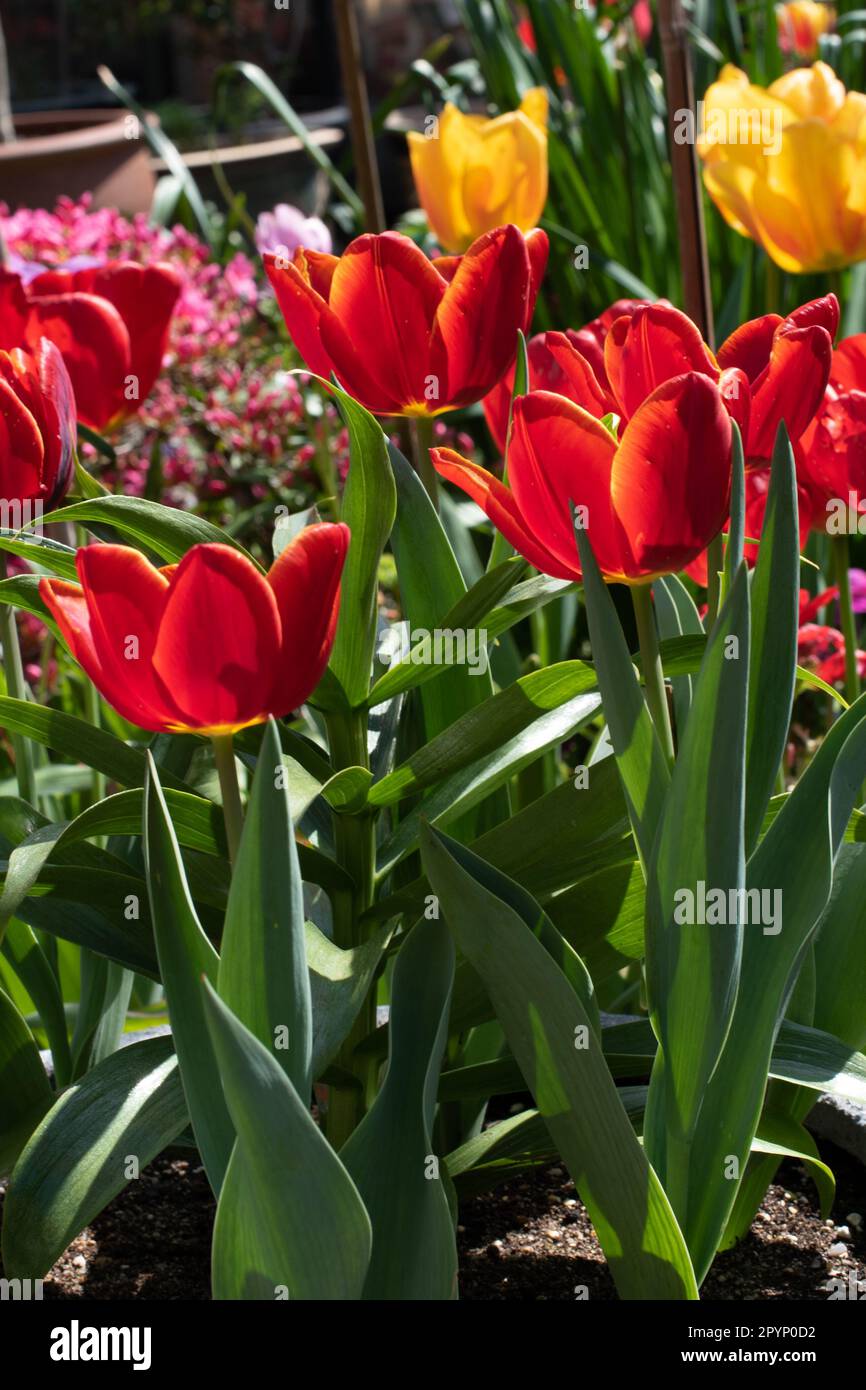 Deep red edged golden yellow tulip hi-res stock photography and images ...