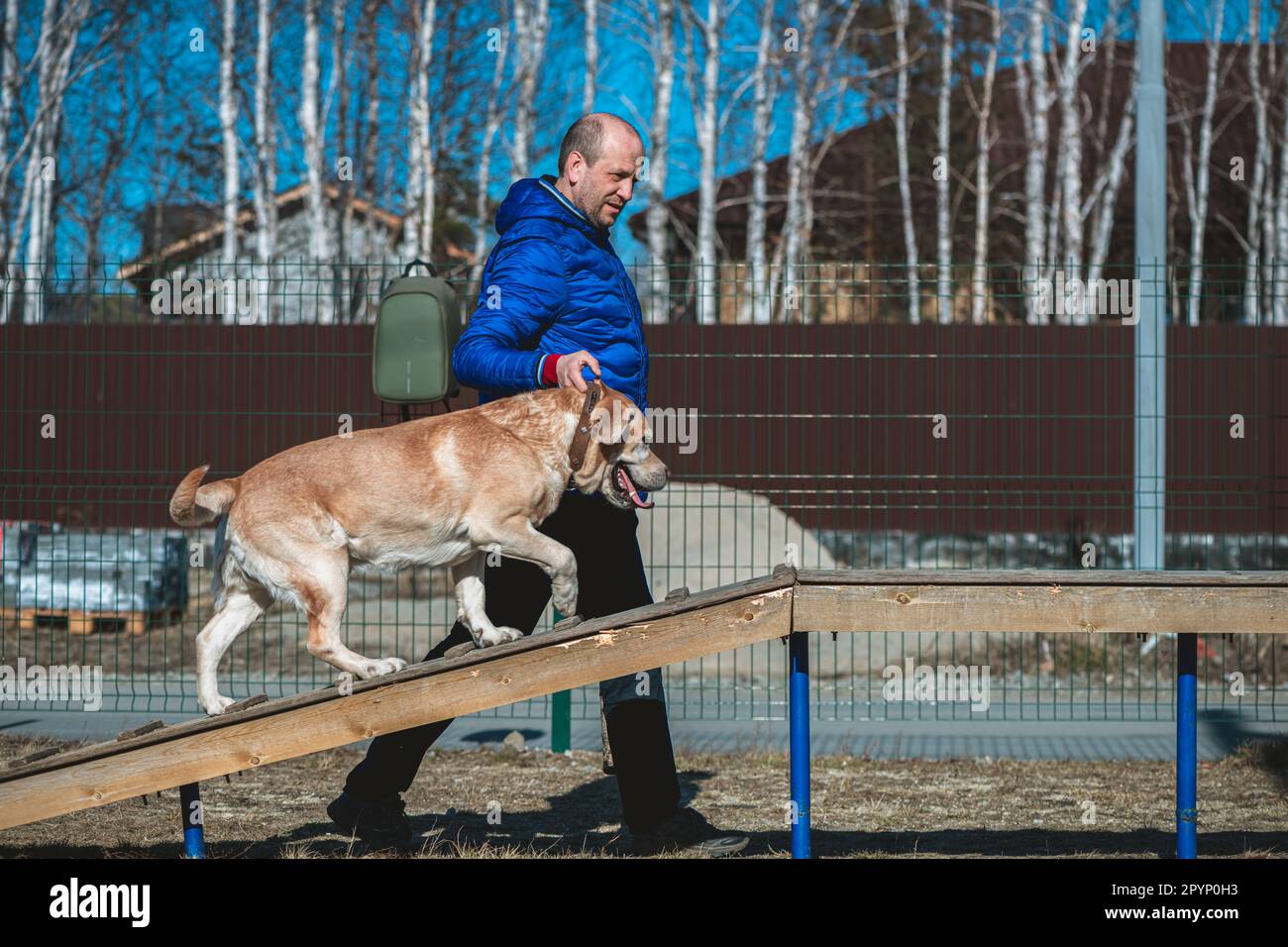 A male dog handler, owner of a labrador retriever dog, trains his dog ...