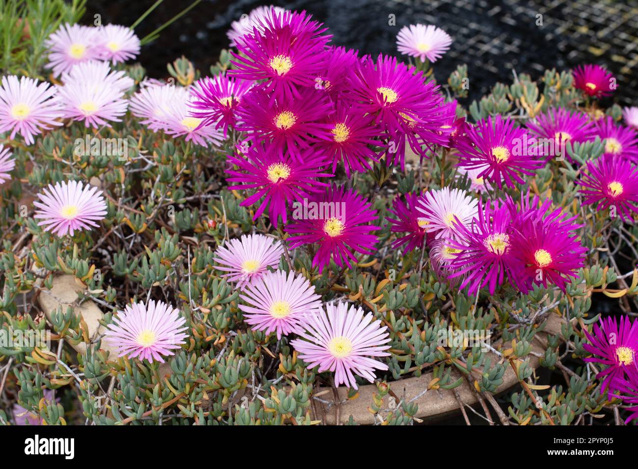 Lampranthus, perpetual Livingstone Daisy Stock Photo - Alamy