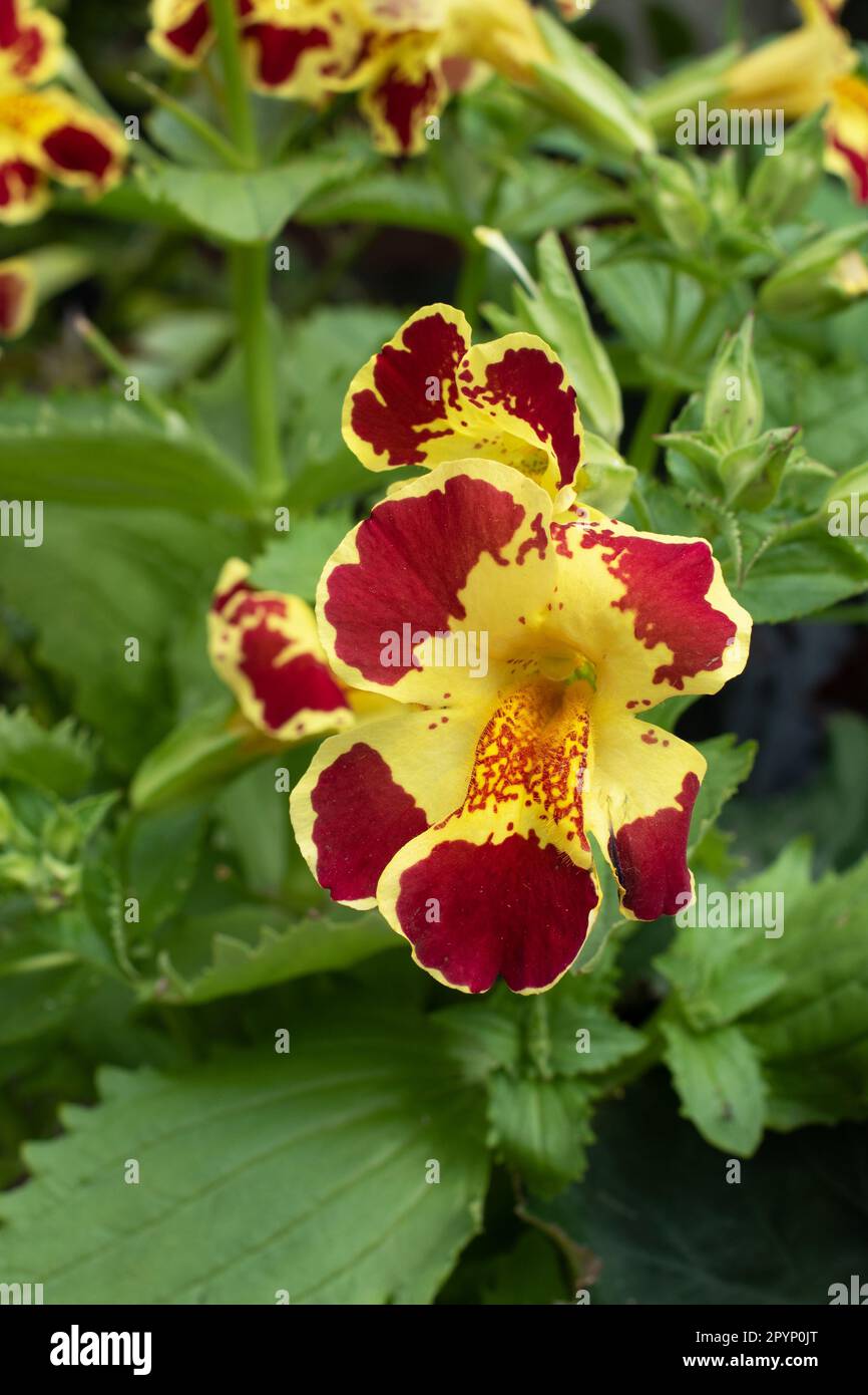 Mimulous luteus, Monkey Musk Stock Photo - Alamy