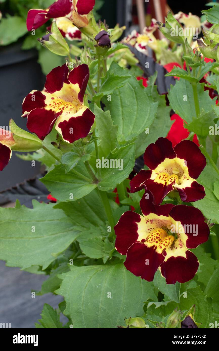 Mimulous luteus, Monkey Musk Stock Photo - Alamy