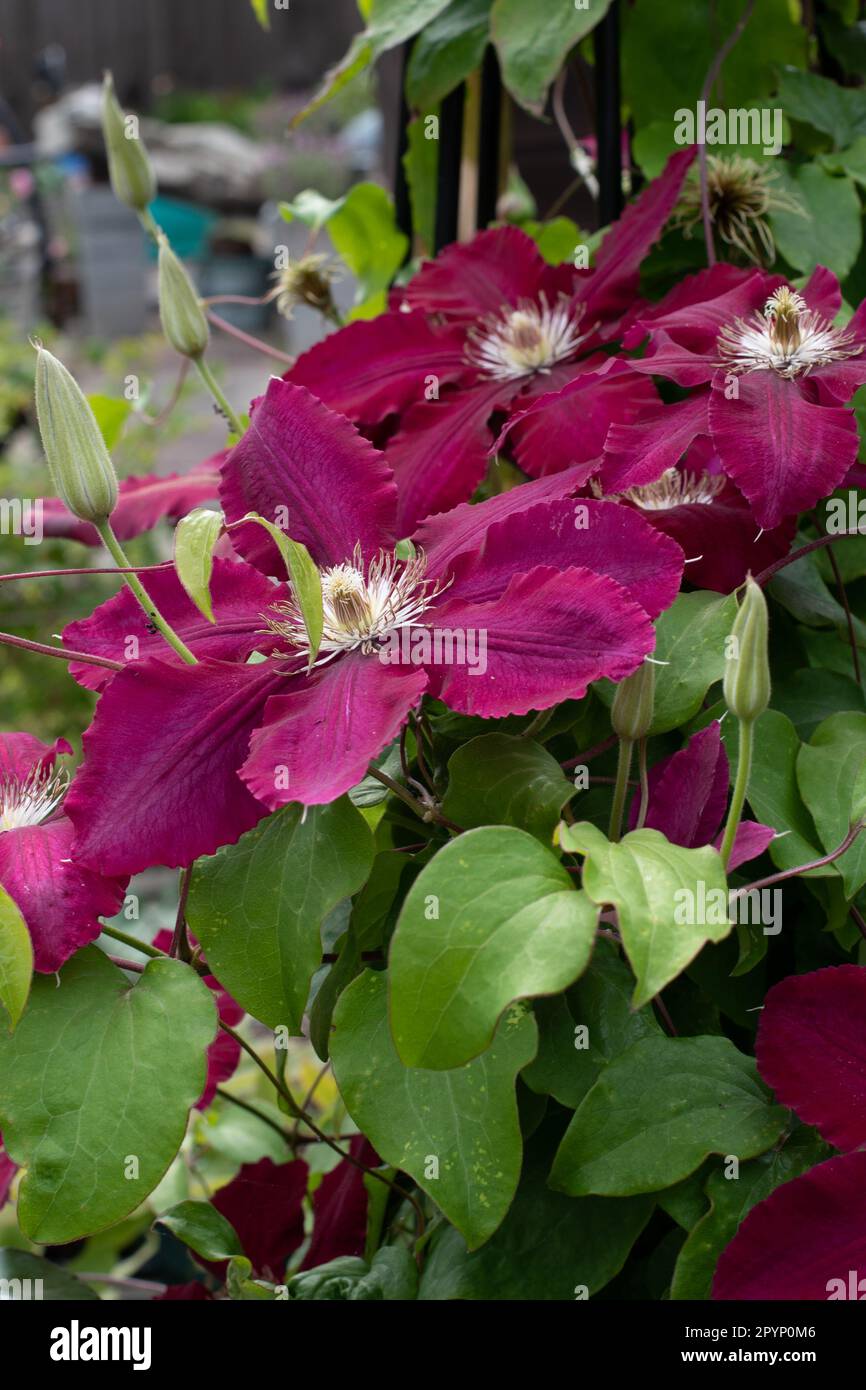 Clematis clematis niobe hi-res stock photography and images - Alamy
