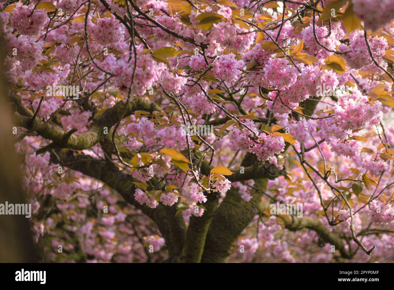 The Cherry Walk in Saltwell Park in Gateshead, England Stock Photo - Alamy