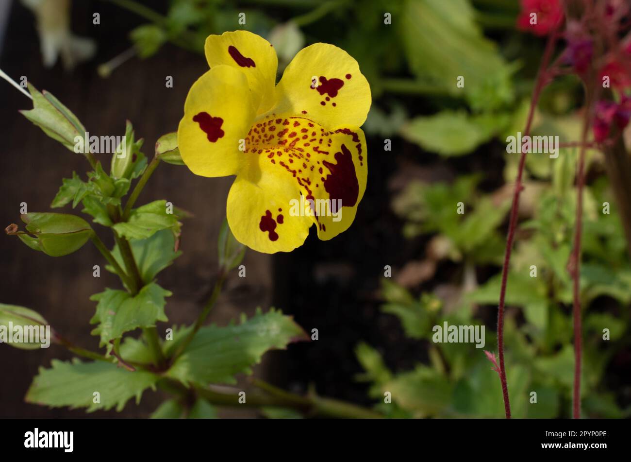Mimulous luteus, Monkey Musk Stock Photo - Alamy