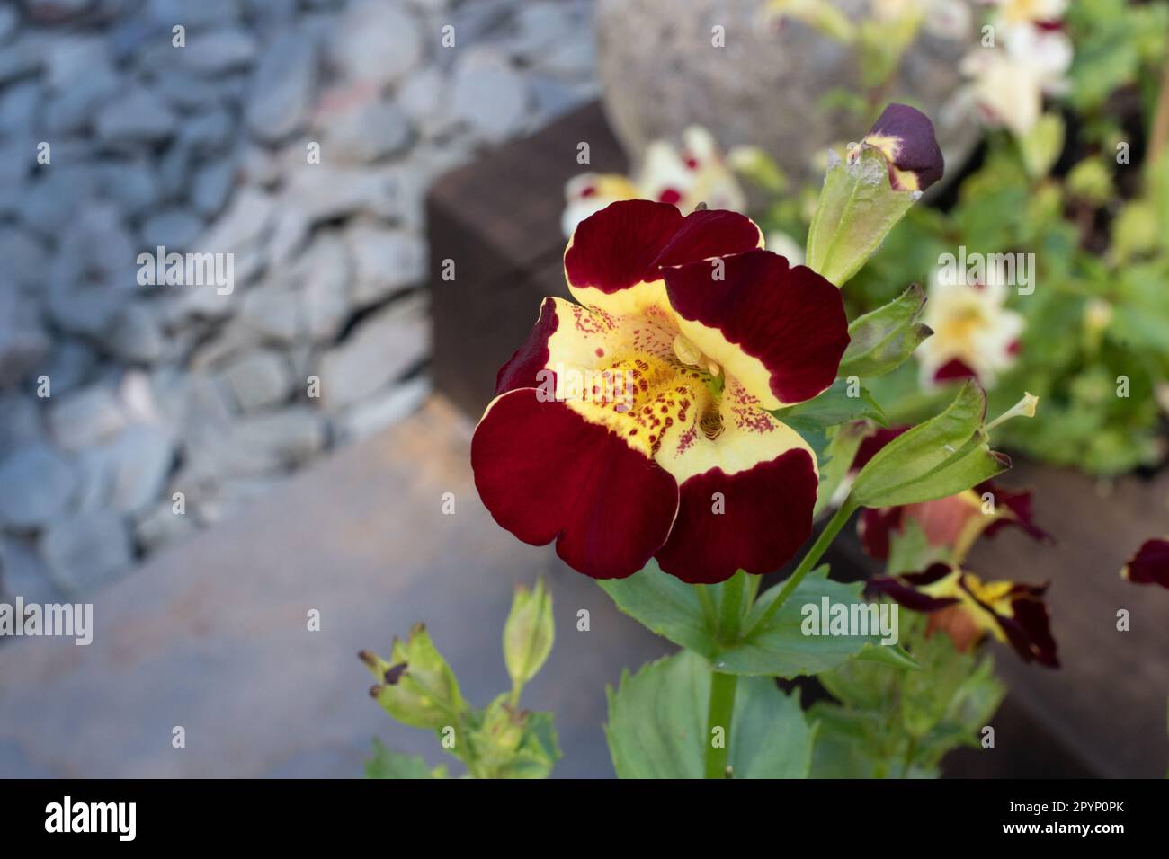 Mimulous luteus, Monkey Musk Stock Photo - Alamy