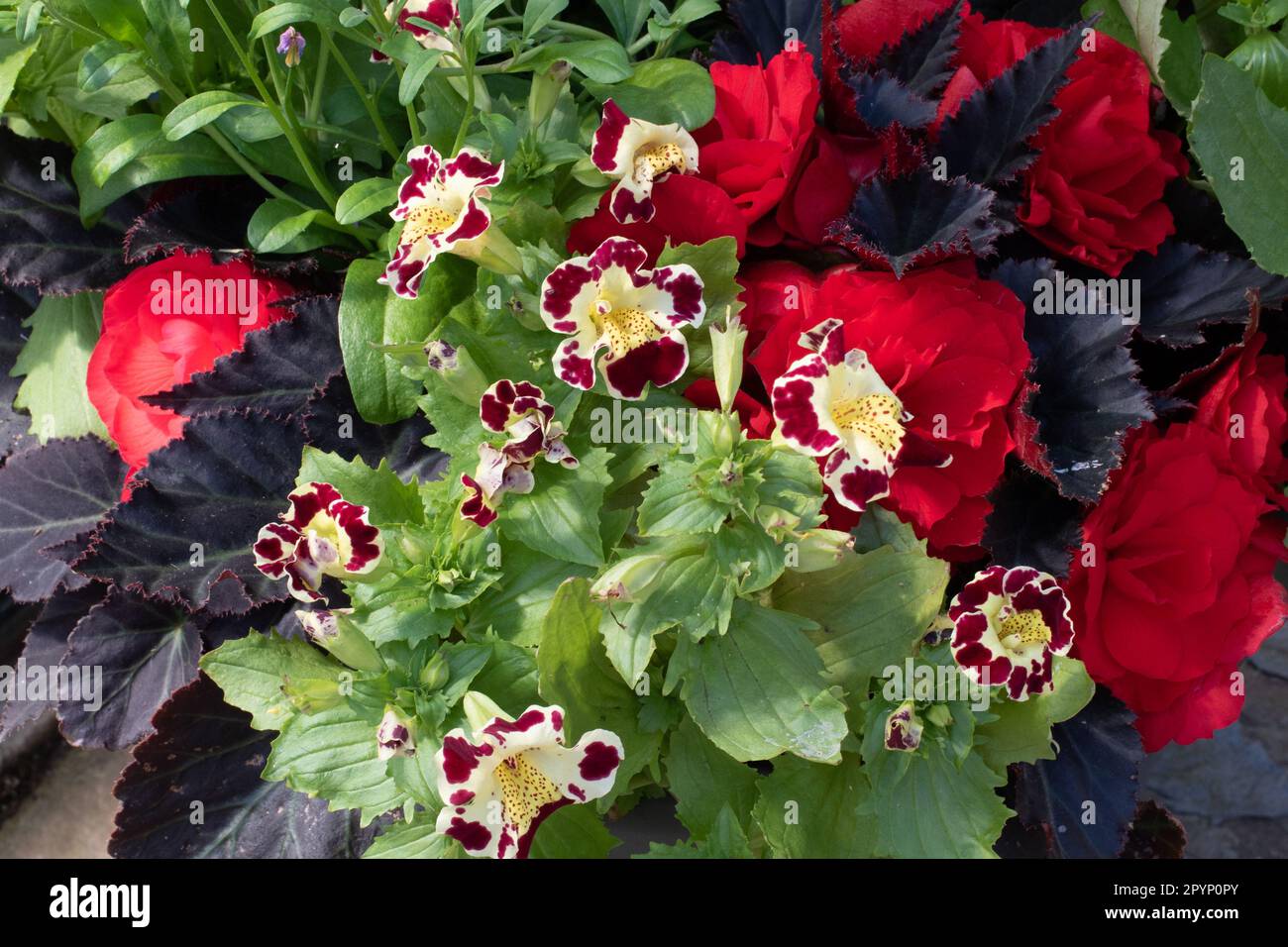 Mimulous luteus, Monkey Musk Stock Photo - Alamy