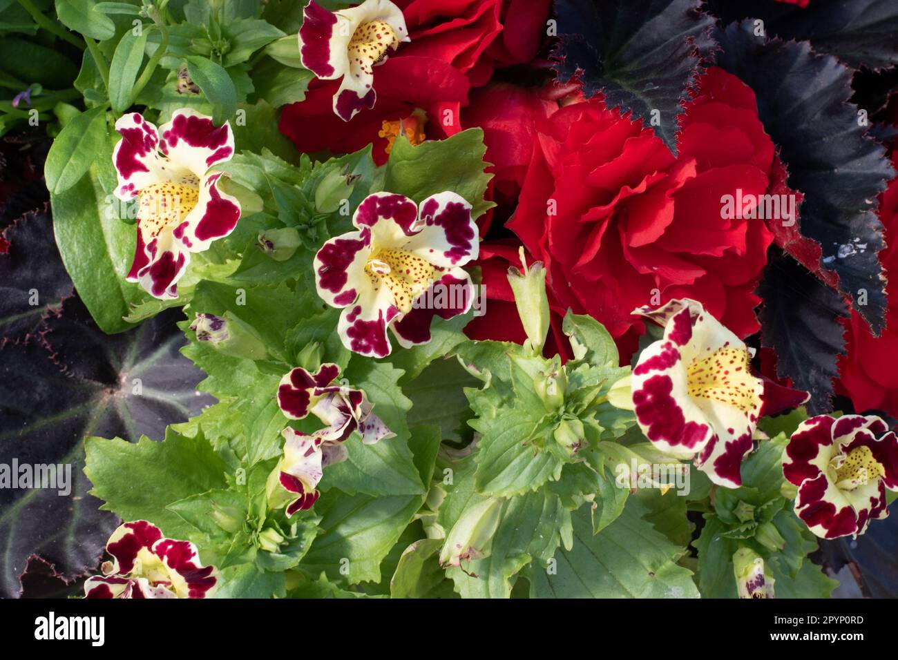 Mimulous luteus, Monkey Musk Stock Photo - Alamy