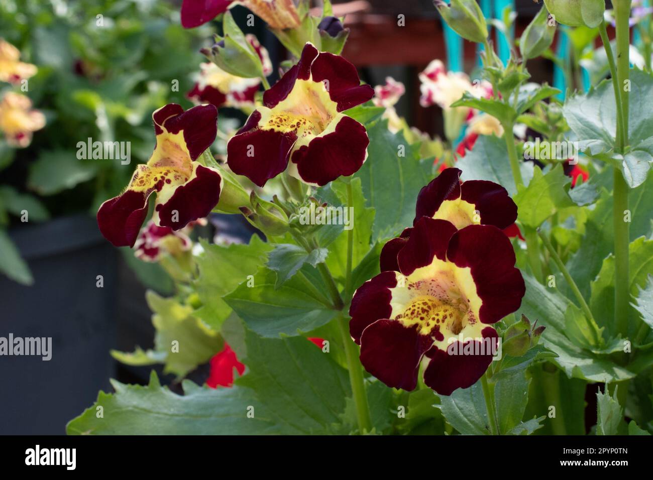 Mimulous luteus, Monkey Musk Stock Photo - Alamy