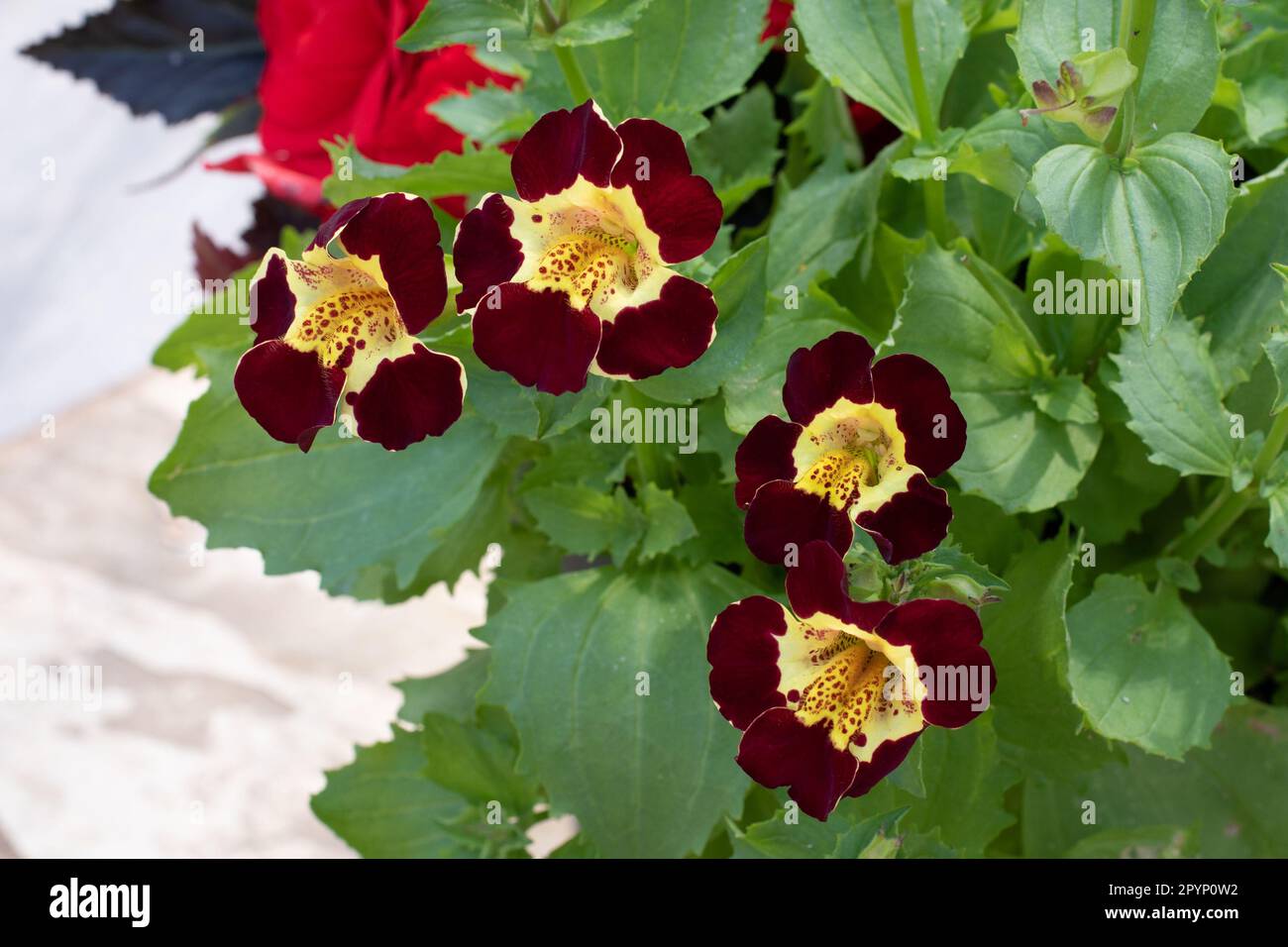 Mimulous luteus, Monkey Musk Stock Photo - Alamy