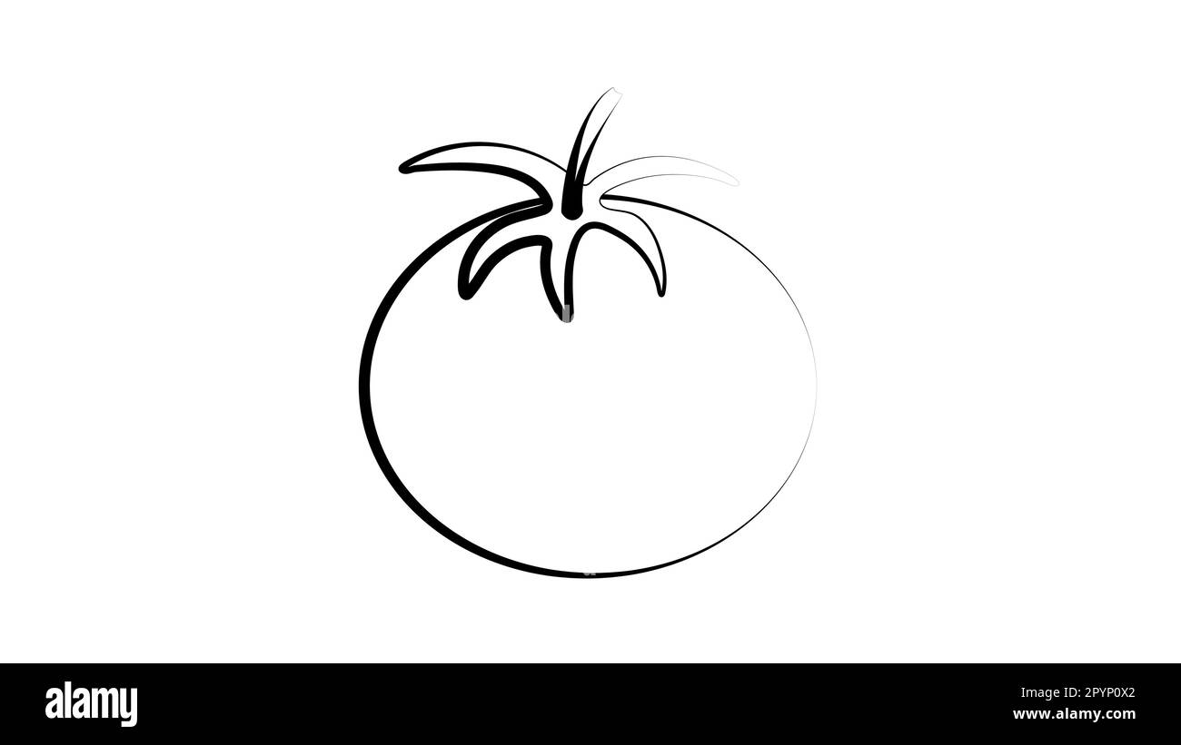 Sketch style drawing of shiny ripe tomato, vector illustration isolated ...