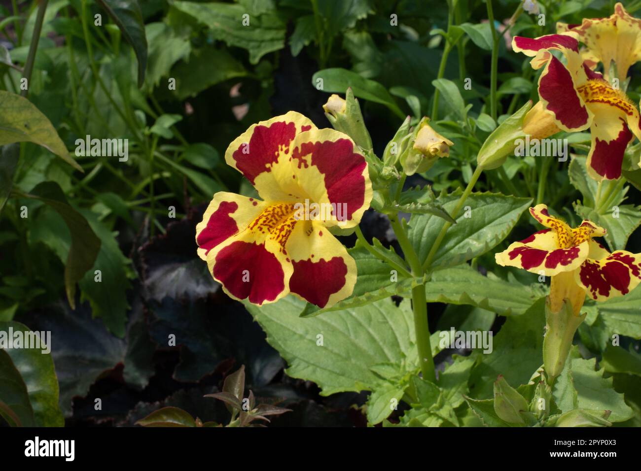 Mimulous luteus, Monkey Musk Stock Photo - Alamy