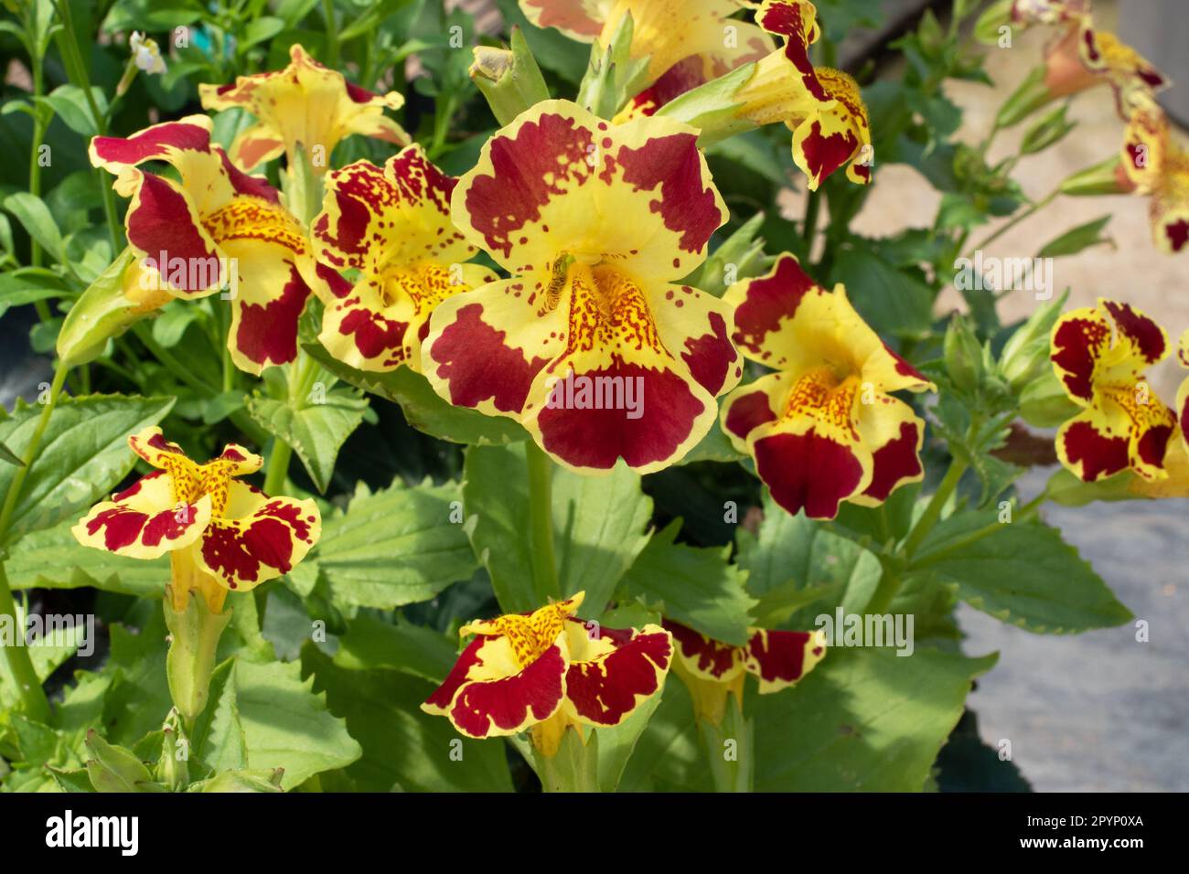 Mimulous luteus, Monkey Musk Stock Photo - Alamy