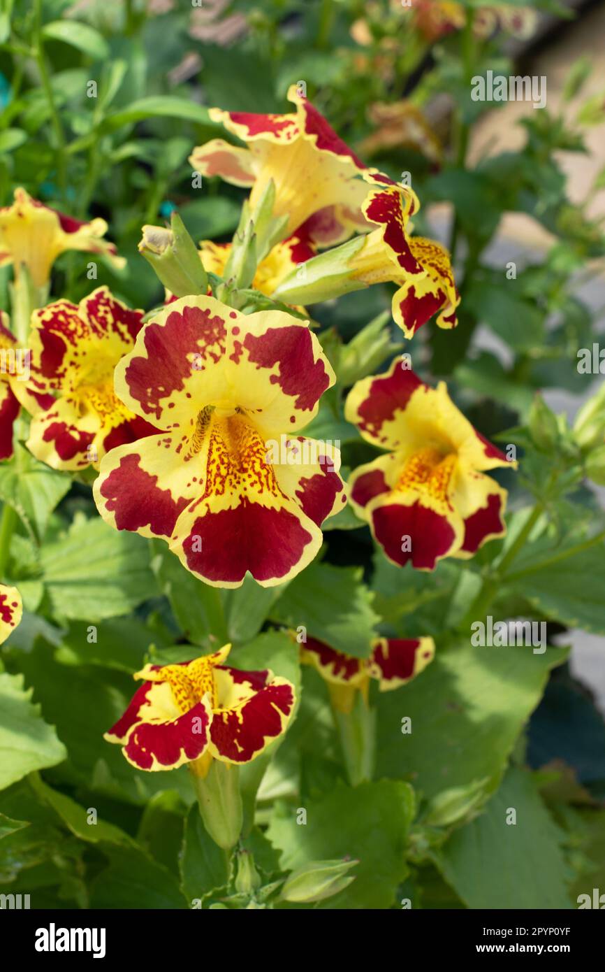 Musk monkey flower hi-res stock photography and images - Alamy