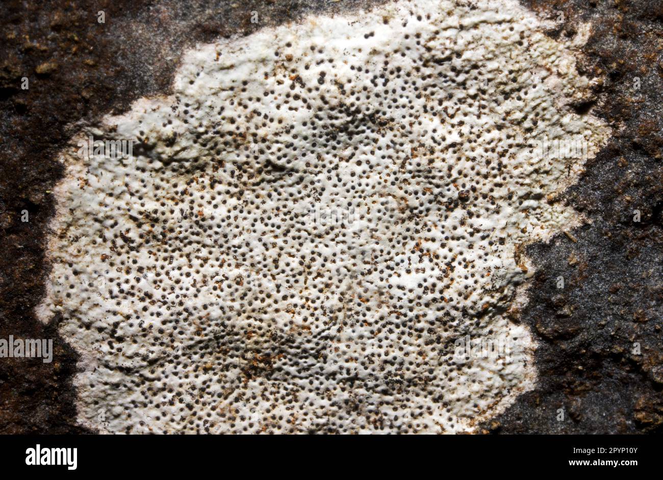 Bagliettoa calciseda is a crustose lichen found on well-lit, exposed ...
