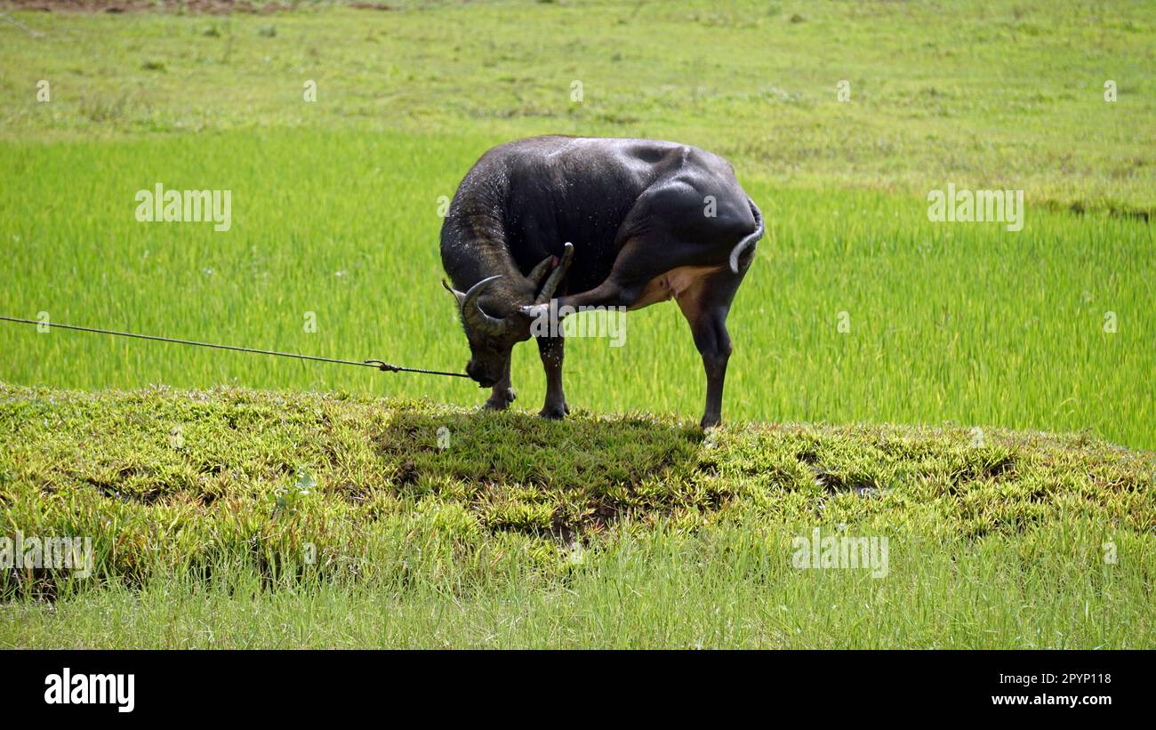 scenic rice fields on bohol island at the philippines Stock Photo - Alamy