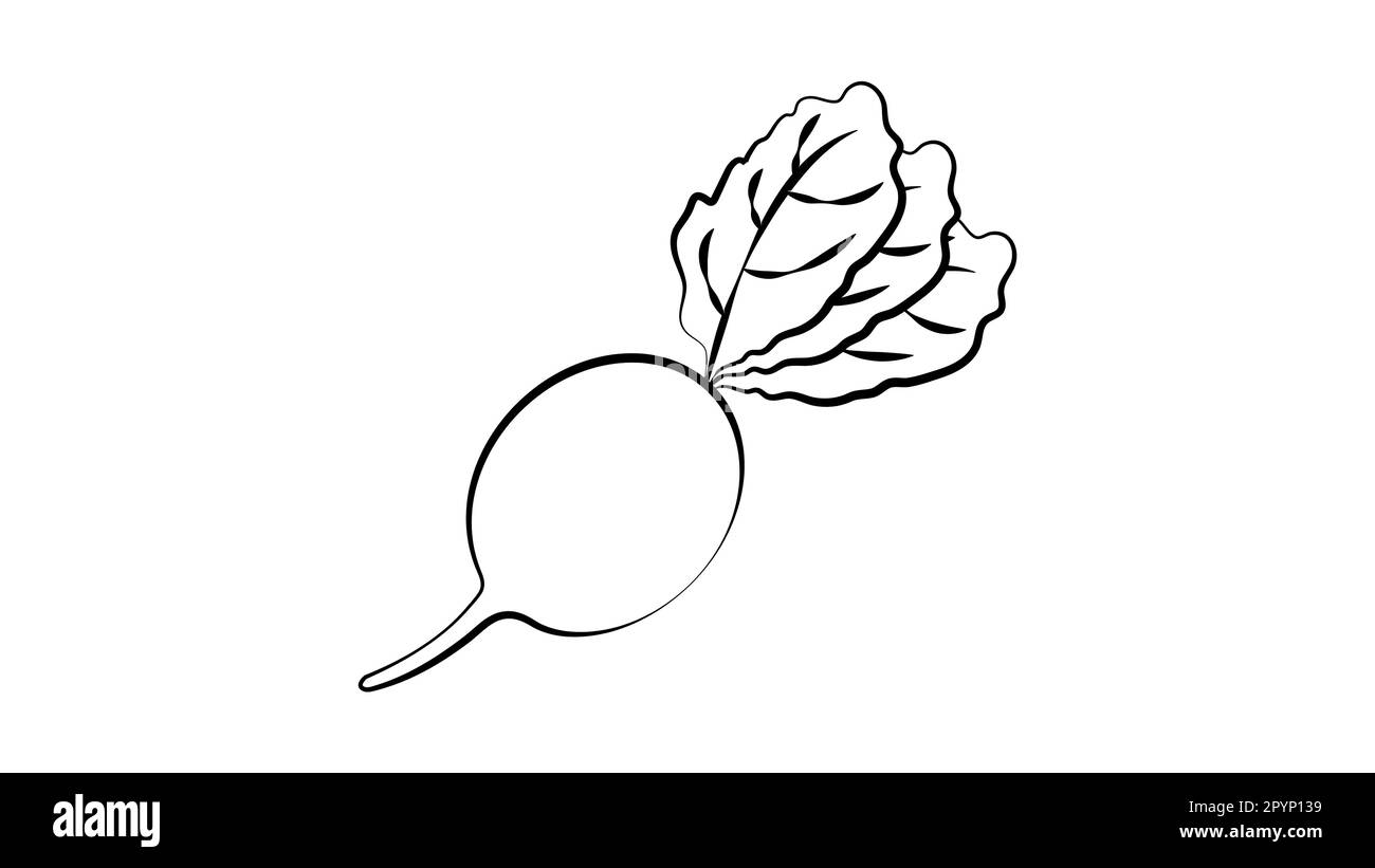 Ink Radish hand drawn sketch. Retro botanical art. Organic food, eco ...