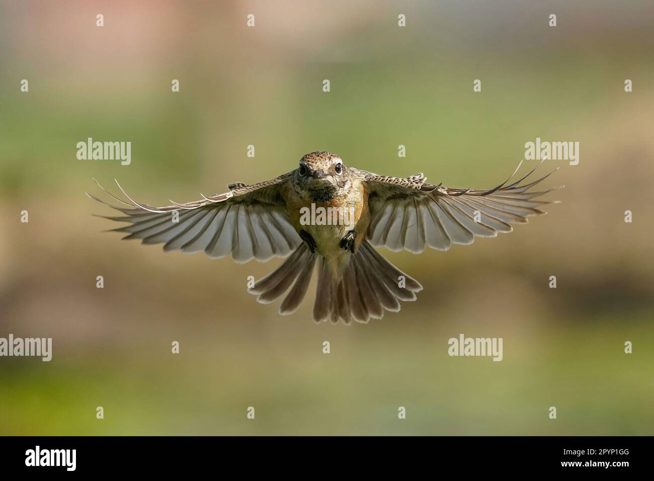Female European stonechat (Saxicola rubicola) flying in my direction ...