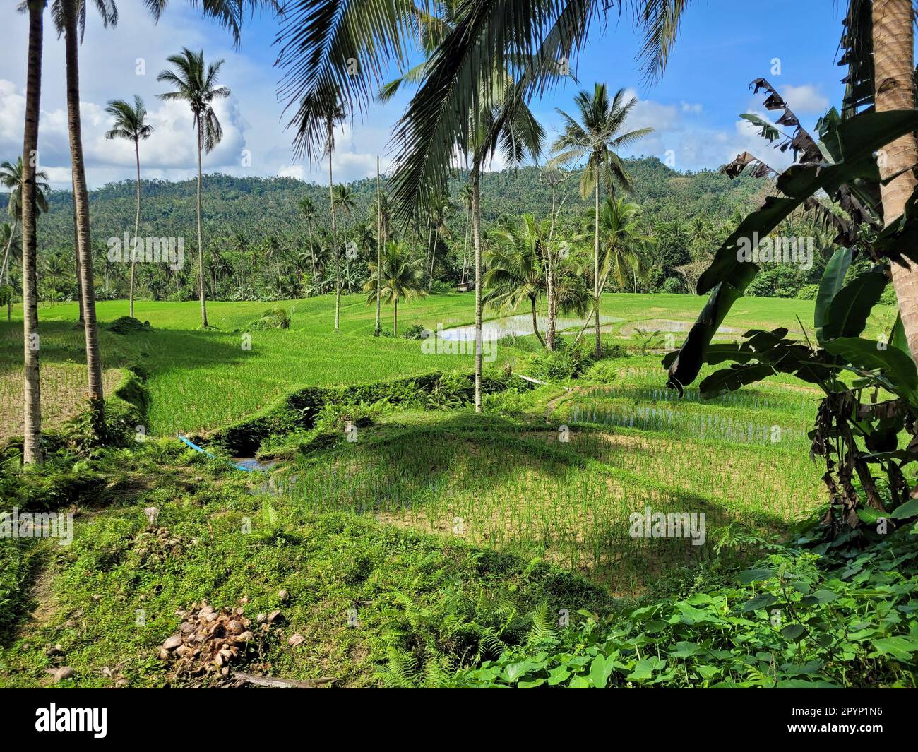 scenic rice fields on bohol island at the philippines Stock Photo - Alamy