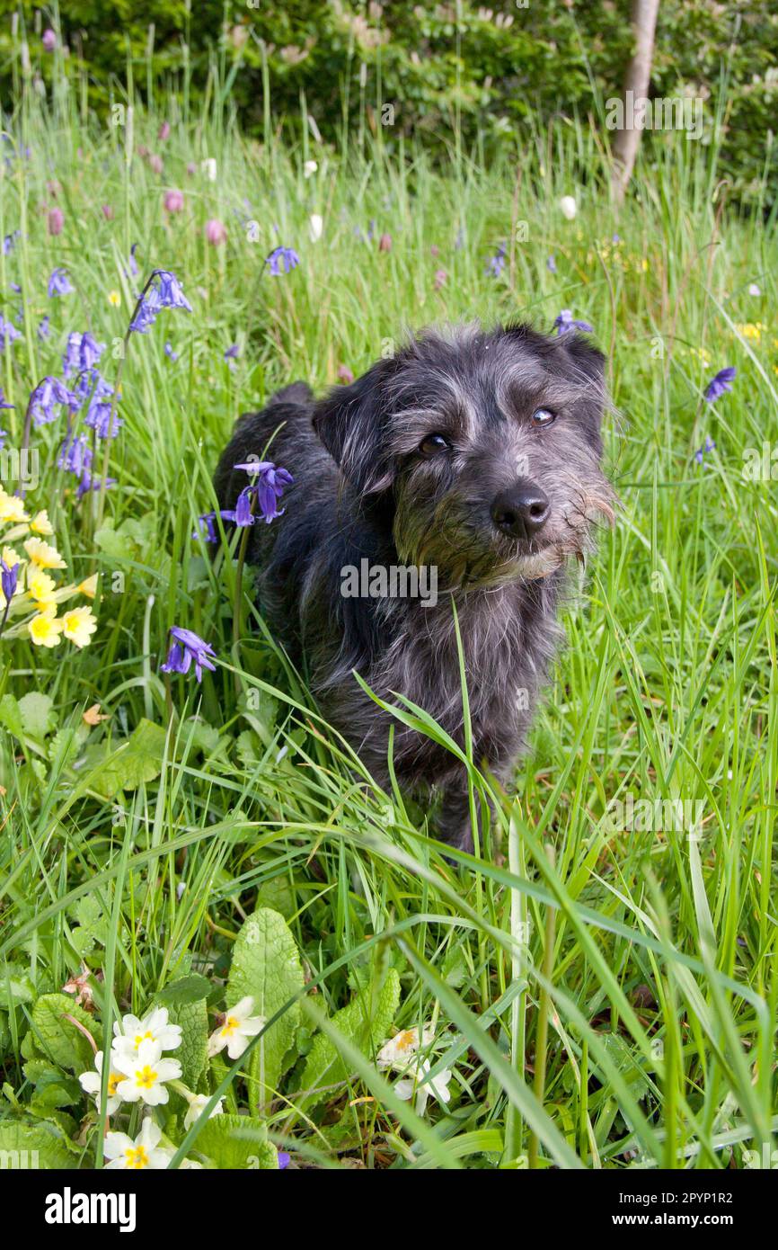 Jackapoo juvenile dog in wildflower garden Stock Photo - Alamy