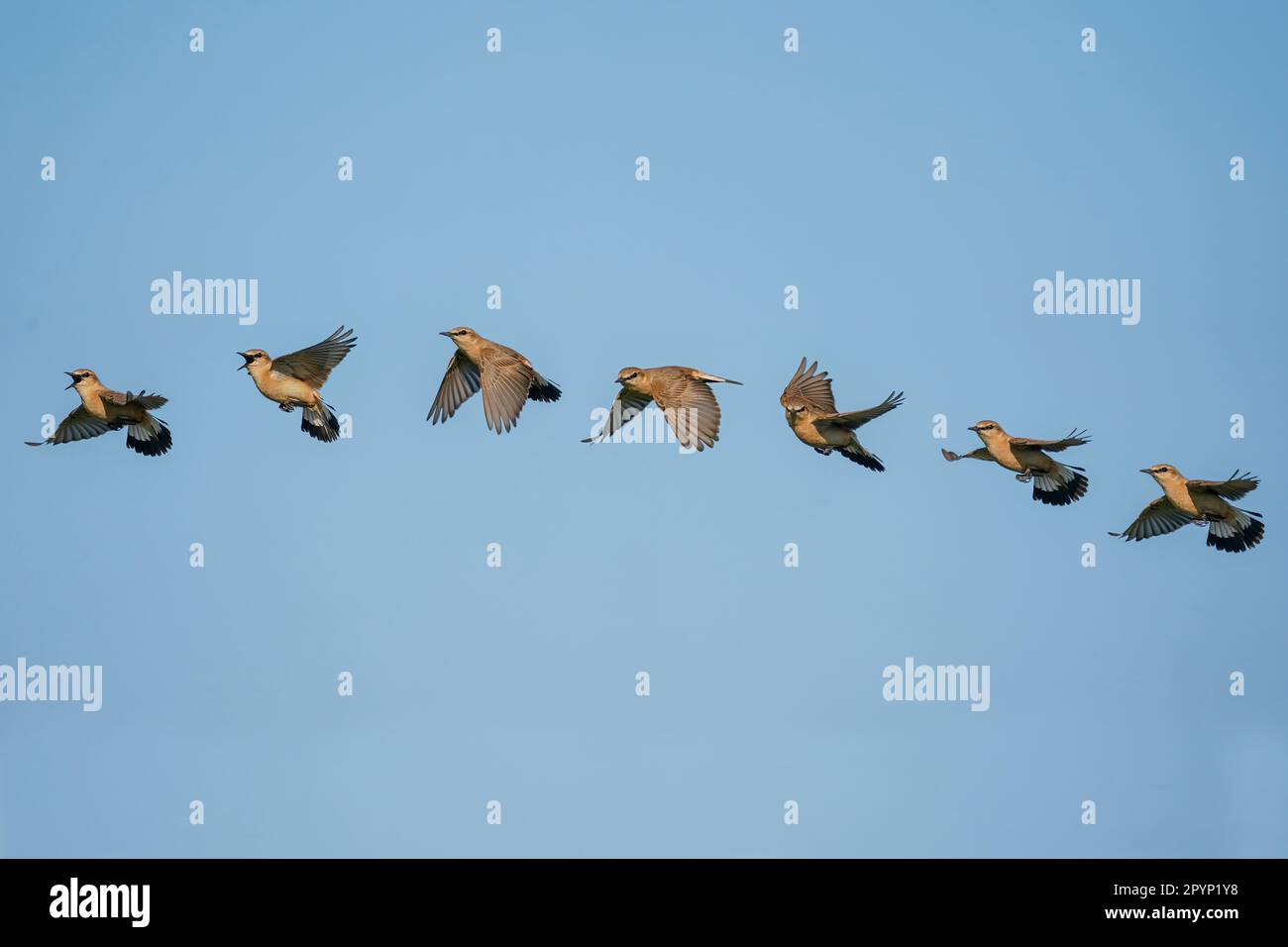 Isabelline wheatear (Oenanthe isabellina) photoshop of the same bird ...