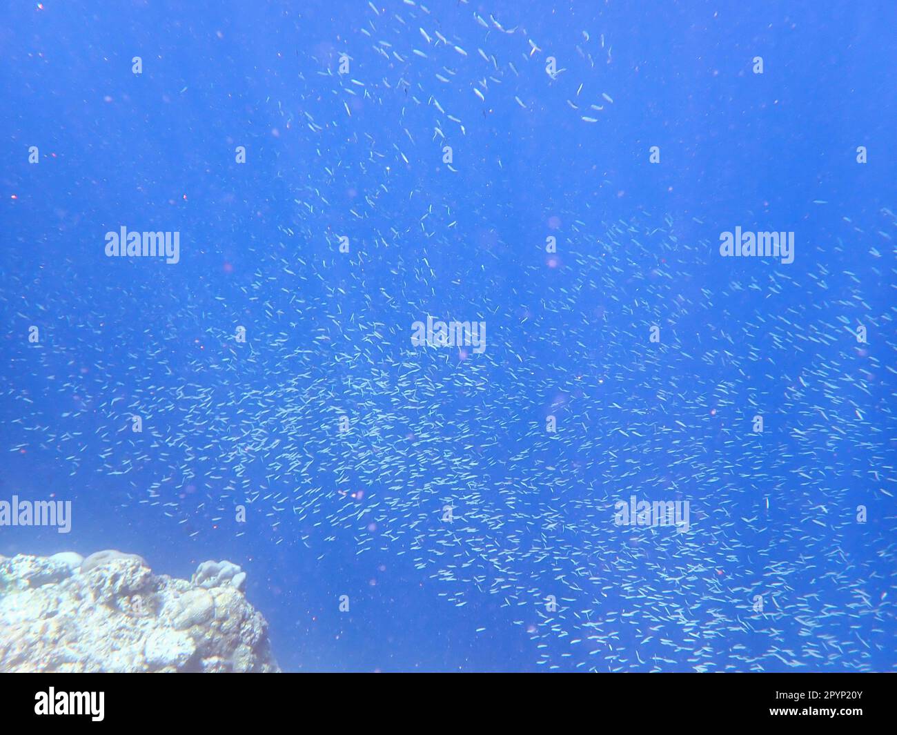 colorful underwater landscape on the philippine island of cebu Stock ...